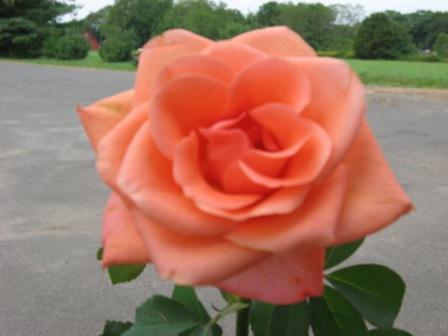 Slideshow: Last Rose Farm In New England | Here & Now