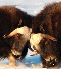 The Musk Ox: A Survivor's Tale | On Point