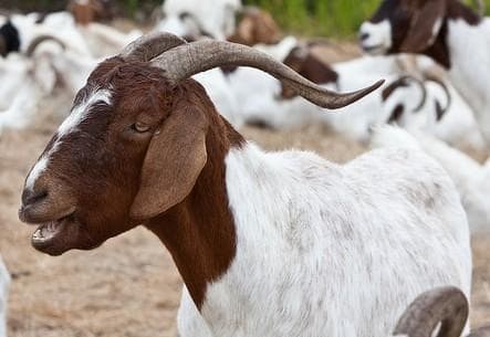 Goat Accents: You Say 'Baaa,' I Say 'Bahhhh' | Here & Now