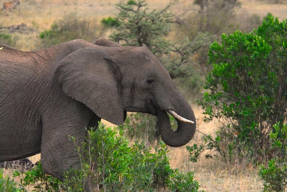 Psychologist Says Elephants Suffer Post-Traumatic Stress | Here & Now