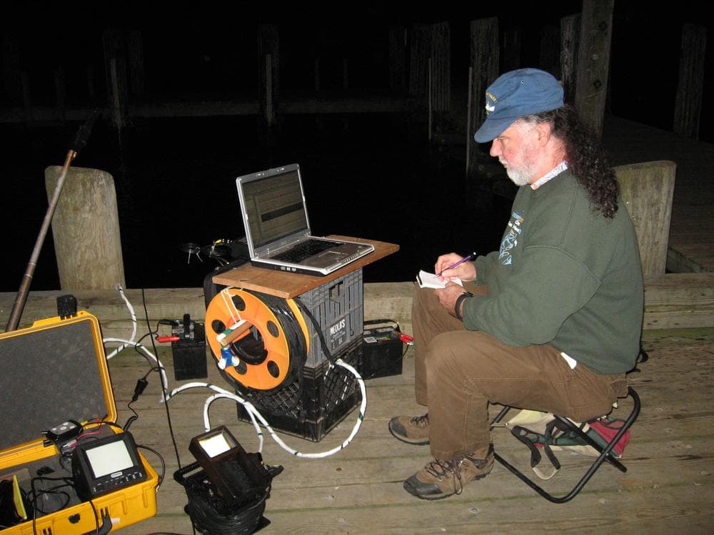 How Fish Noises Can Help Manage Species | WBUR News