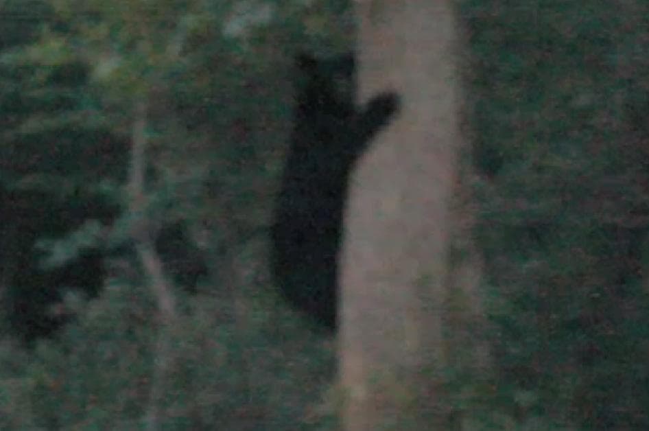 What's Black And Spotted All Over? The Cape Cod Bear | WBUR News