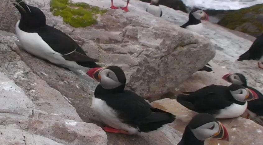 A Puffin Reality Show | Here & Now