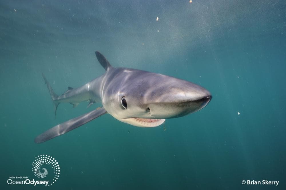 Photographer Takes Beautiful Photos Of Sharks Around Cape Cod | WBUR News