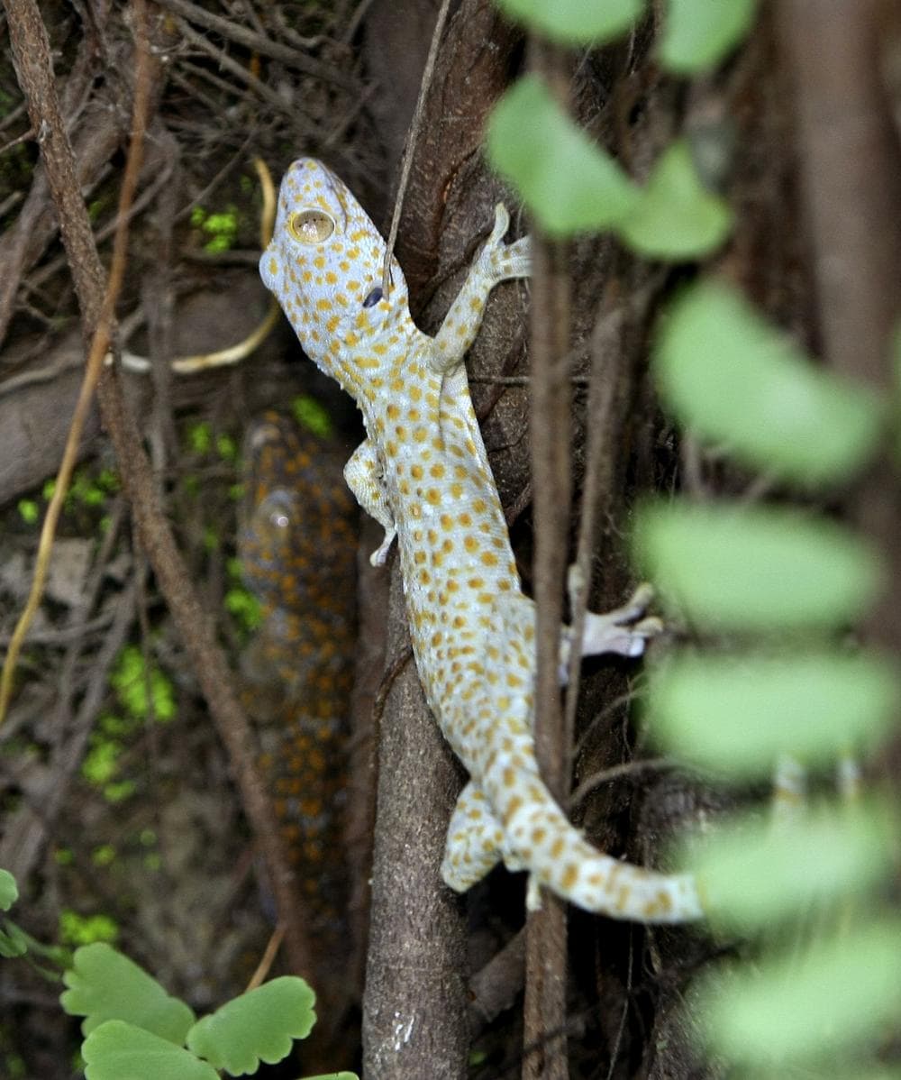 Geckskin: A Gecko-Inspired Super-Adhesive Developed At UMass | Radio Boston