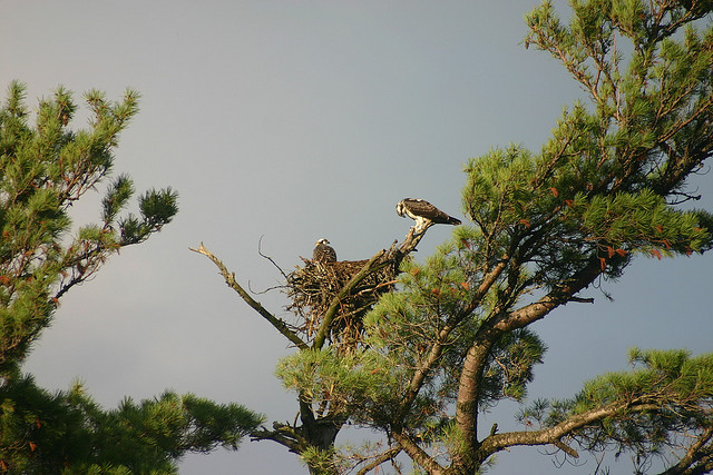 Project Tracks Ospreys From N.H. To The Amazon | Here & Now