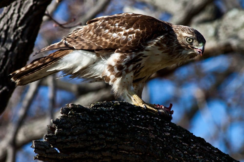 Death Of Popular Hawk Highlights Concerns Over Rat Poison | Here & Now