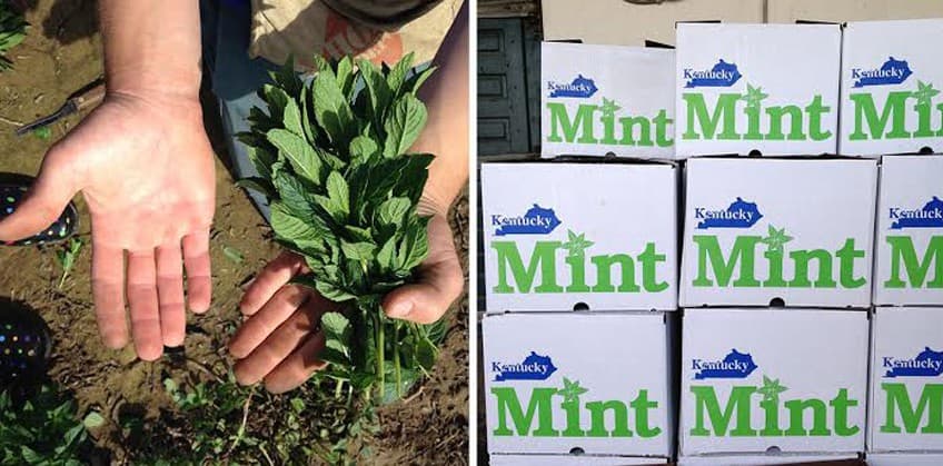 Kentucky Derby's Signature Drink Uses Locally Grown Mint | Here & Now