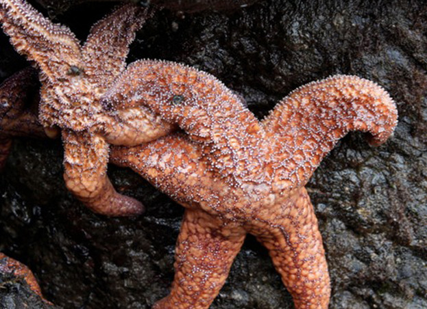 As Starfish Die By The Millions, Scientists Scramble For Answers | Here ...