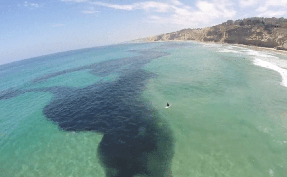 'Multimillions' Of Anchovies Spotted Off California Coast | Here & Now