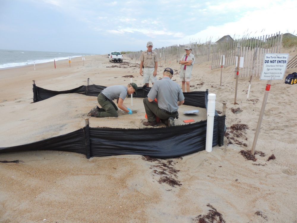 Saving Sea Turtles With High-Tech Sensors | Here & Now