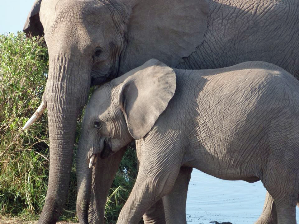 Mastodons, Mammoths And More: DNA Shows Elephants And Their Ancestors ...