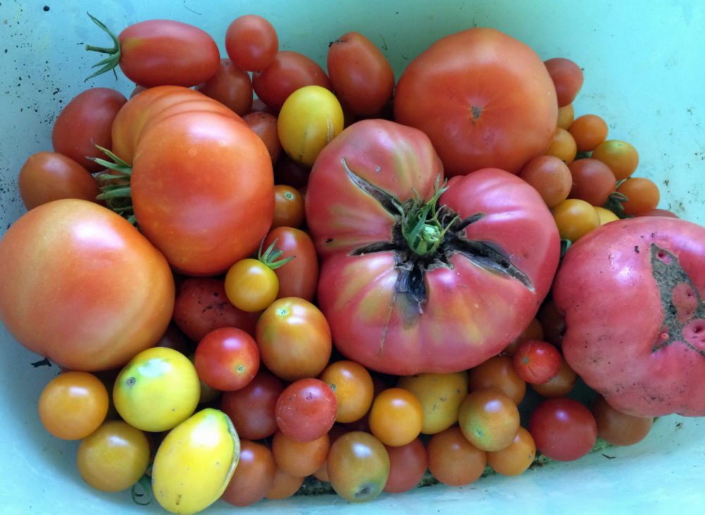 Recipes To Make The Most Of Summer Tomatoes | Here & Now