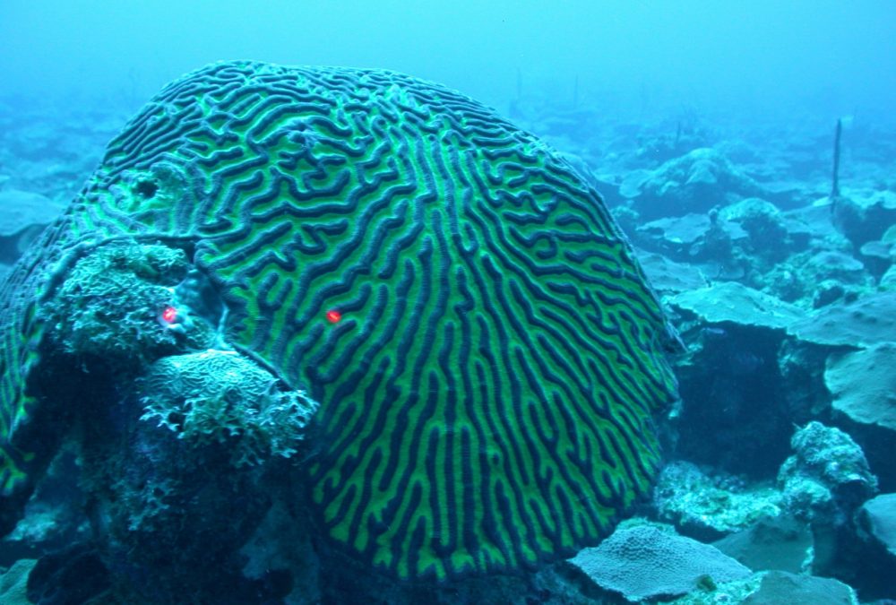 Bottom Of The Sea Is 'A World Of Surprises' | Here & Now