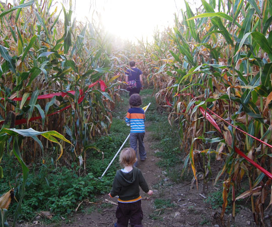 ARTery’s Ultimate Guide To Corn Mazes | WBUR News