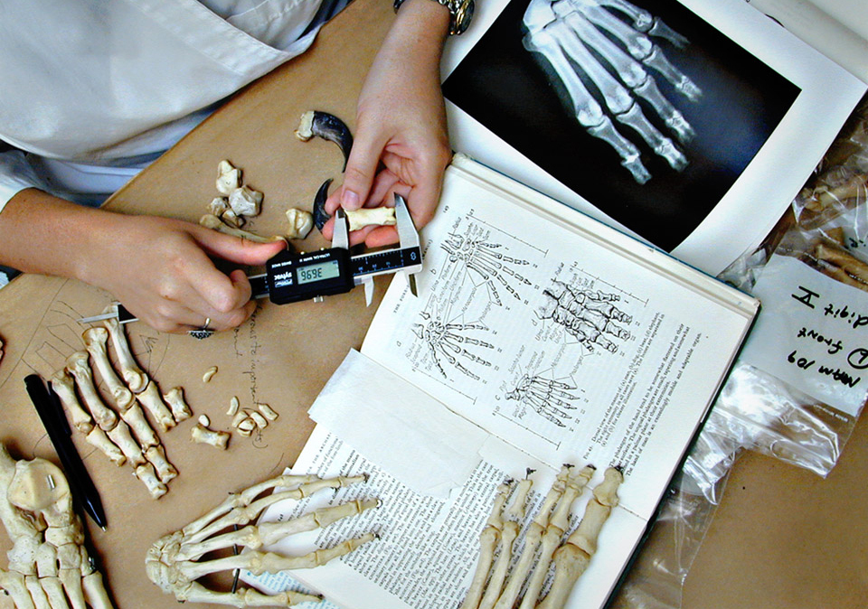 CSI For Animals: How An Oregon Lab Practices Forensics | Here & Now