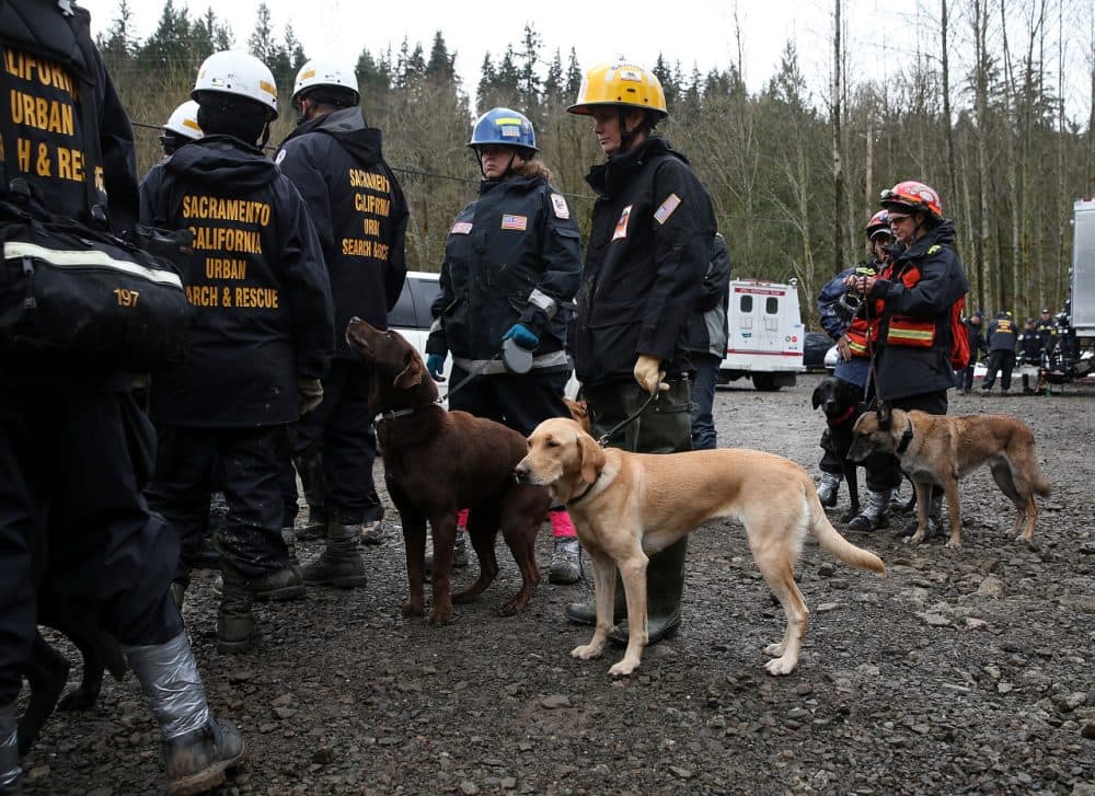 Animal DNA Helping To Solve Crimes | Here & Now