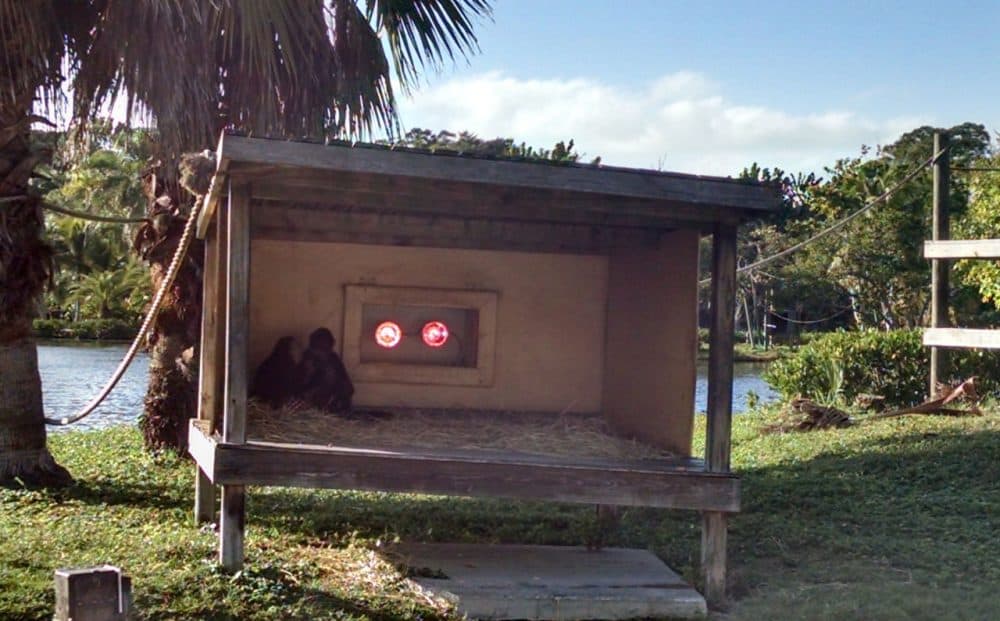 At Florida Zoo, Heaters Provide Creature Comfort | Here & Now