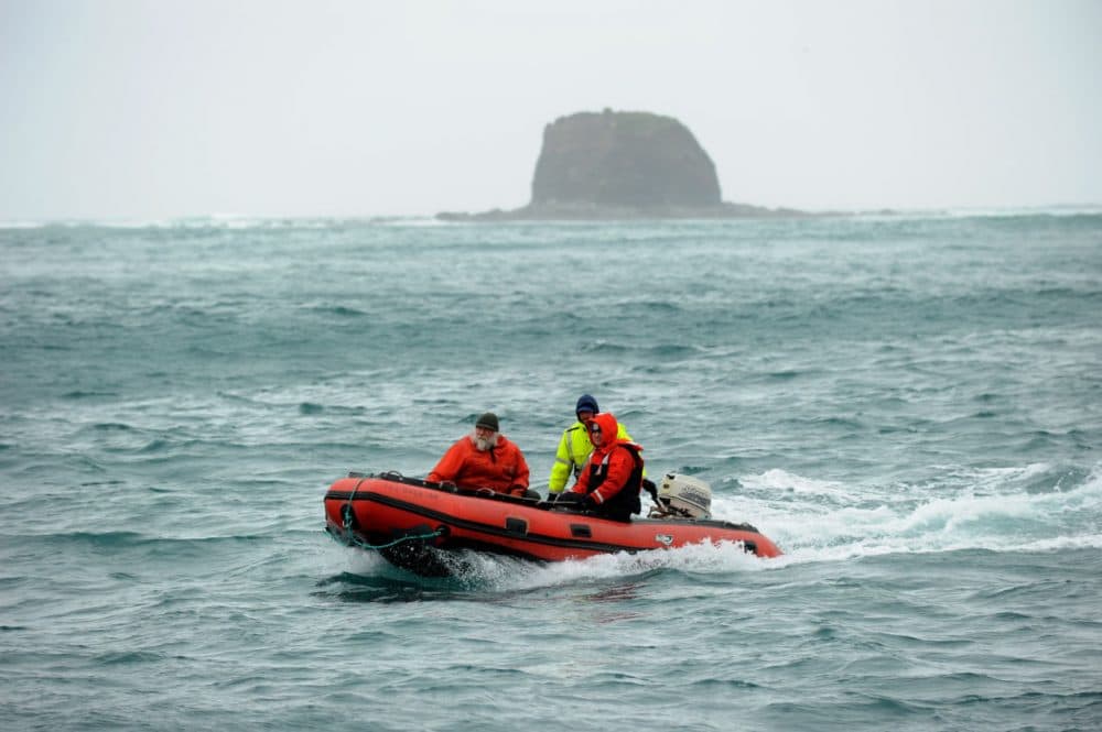 Remote Alaskan Island Is A Boon To Bird Researchers | Here & Now