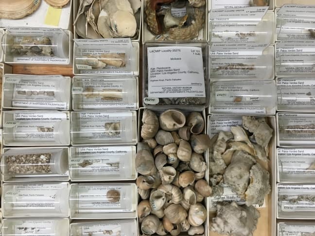 Fossils Go Digital In A Bid To Aid Researchers | Here & Now