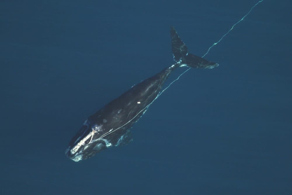 Scientists, Fishermen Tackle Problem Of Whales Entangled In Ropes ...