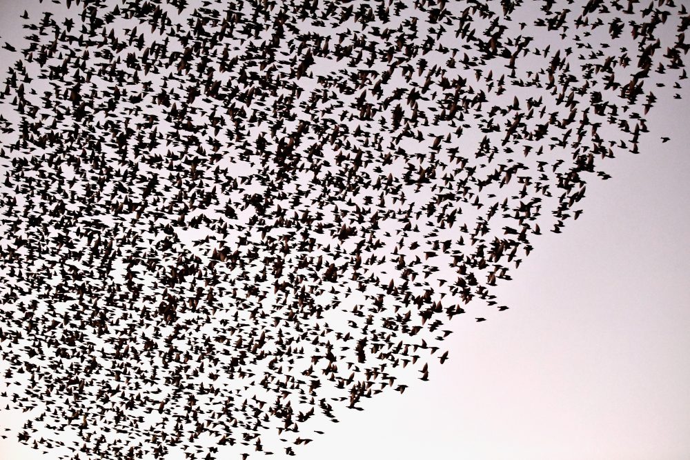 The Controversy Over Controlled Poisoning Of Starlings | Here & Now