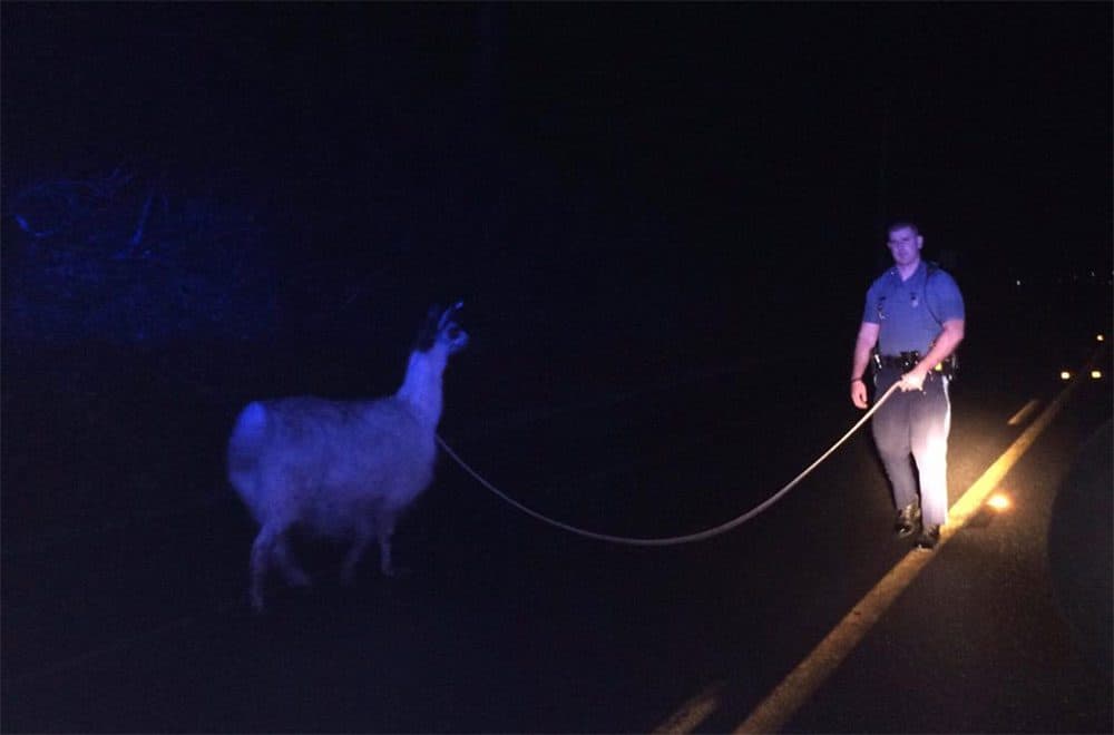 Llama On The Lam: Mass. State Trooper Lassoes Loose Llama | WBUR News