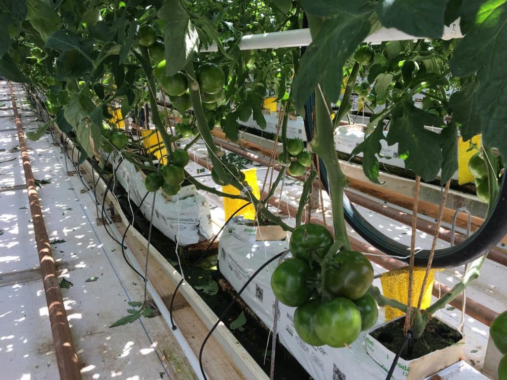 Growing High-Tech Tomatoes With Artificial Intelligence | Here & Now