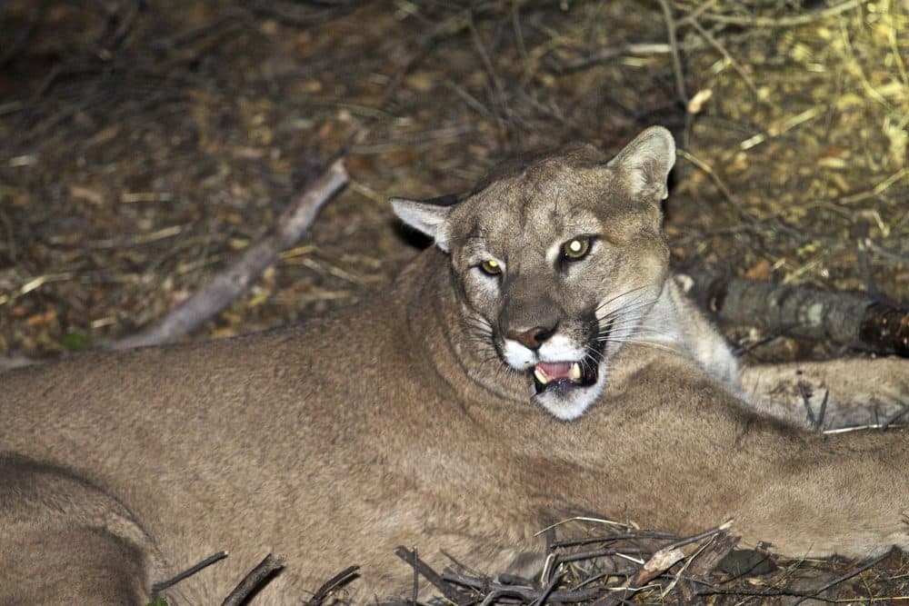 Cougar Kills 1, Injures Another In Rare Washington Attack | Here & Now