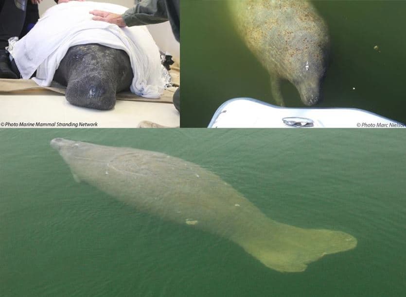 Wayward Manatee That Traveled To Cape Cod Dies In Florida | WBUR News