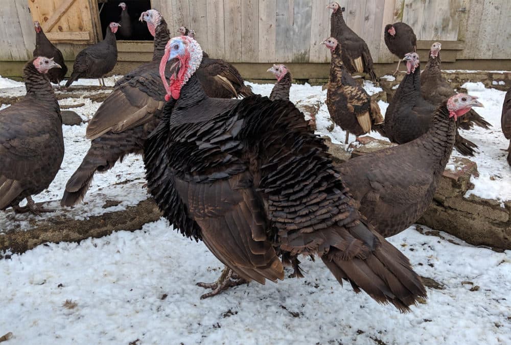 The Last Chocolate Turkeys: N.H. Farmer Ends Effort To Sustain ...