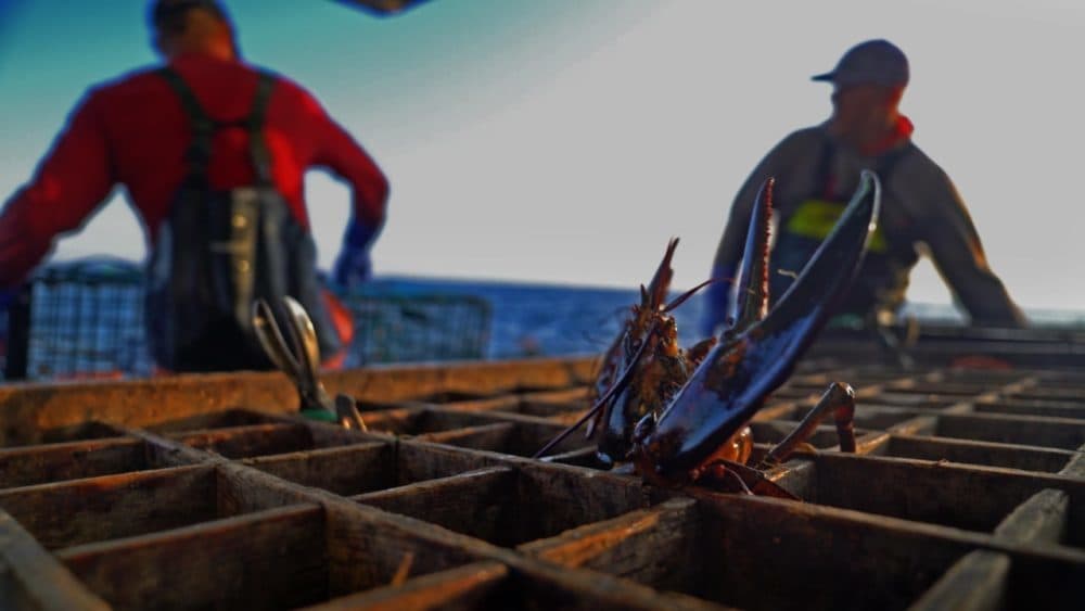 U.S. And Canadian Lobstermen At Odds Over Lucrative Waters In Gulf Of ...