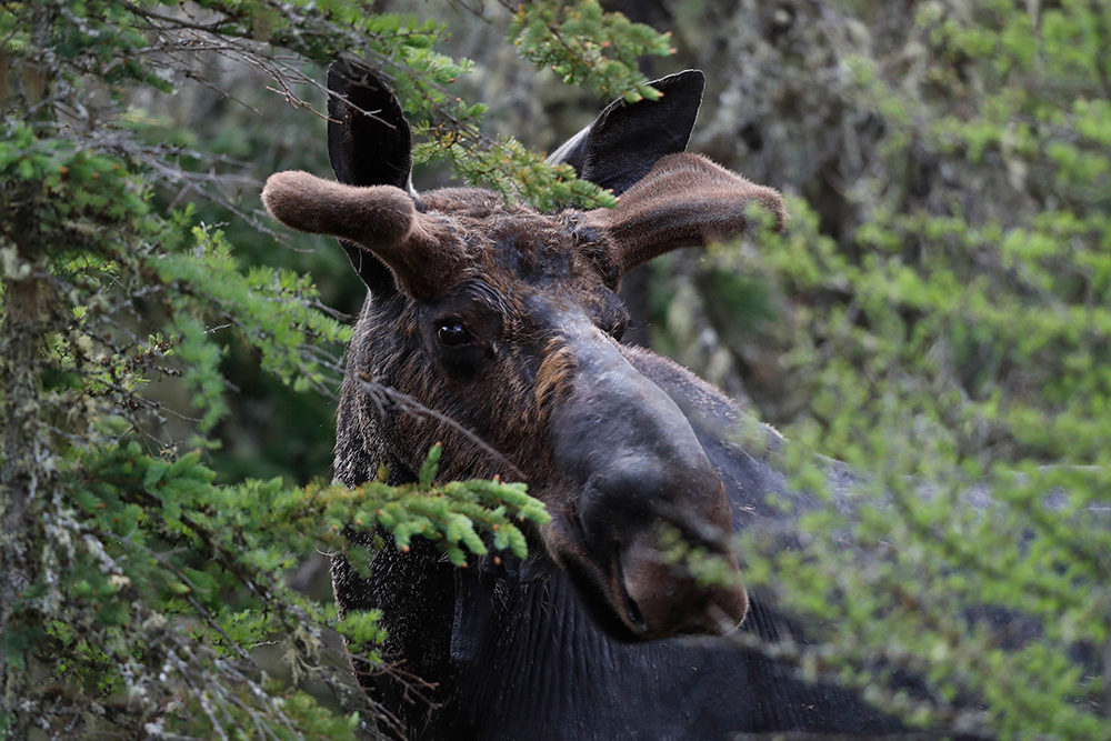 It's getting harder to spot a moose in N.H. Here's why | WBUR News