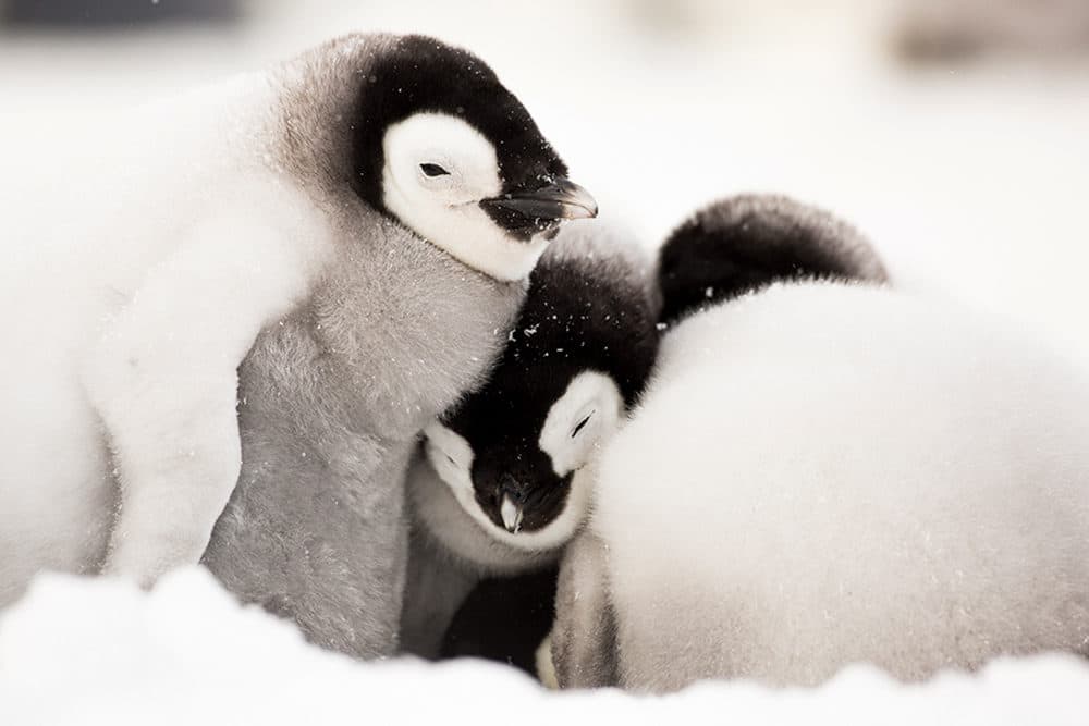 Capturing Emperor Penguins: Filmmaker Braved Antarctic Winter To Film ...