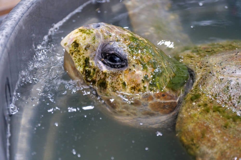 Rare Loggerhead Turtle Rescued Off Cape Cod Dies Despite Rehabilitation ...