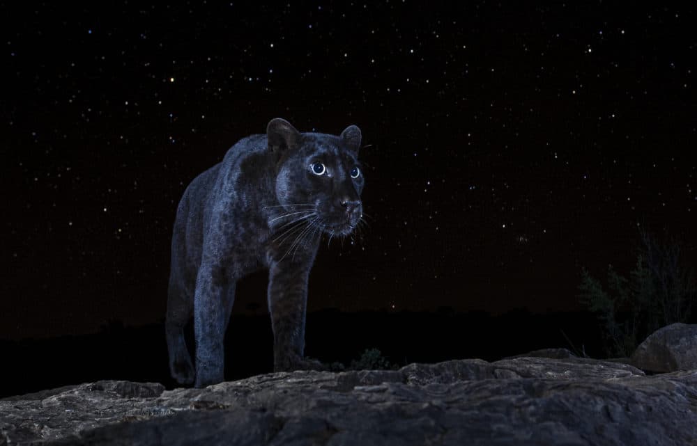 One Photographer's Pursuit To Capture Pictures Of The Elusive African ...