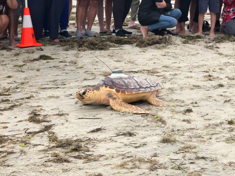 4 Loggerhead Turtles Return To Ocean, Amid Cheers, After Stranding On ...