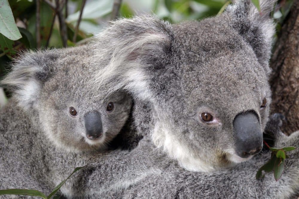 Koalas are now an endangered species after Australia's devastating ...