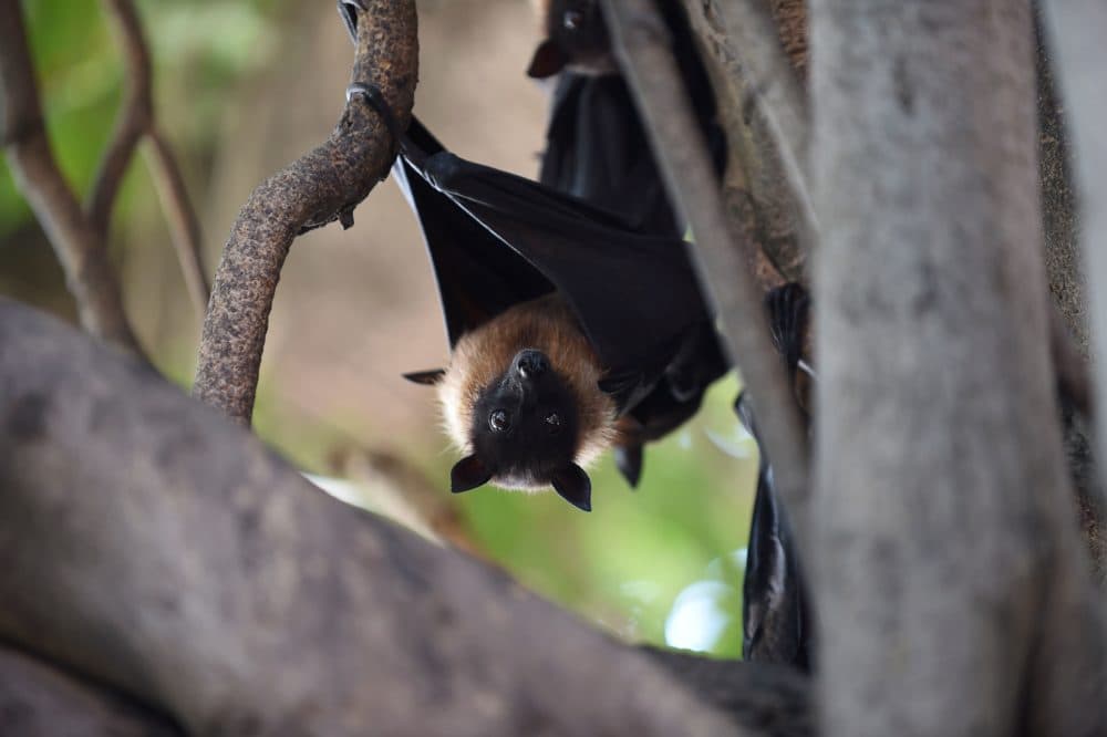 Bats, bees and birds are dying as humans overwhelm their advanced ...