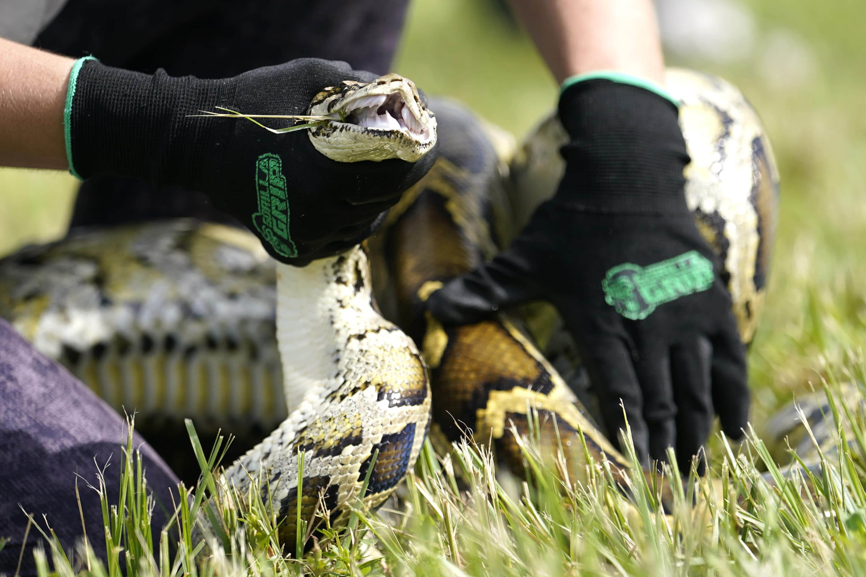 How invasive Burmese pythons harm the environment, explained by a ...
