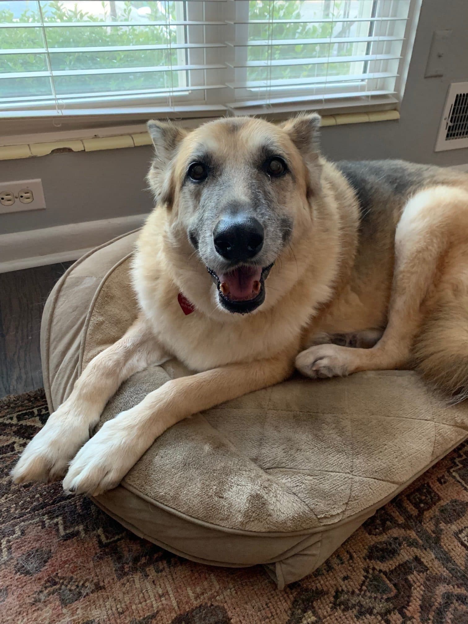 'Like losing a person in your family': Owners grieve beloved pets ...