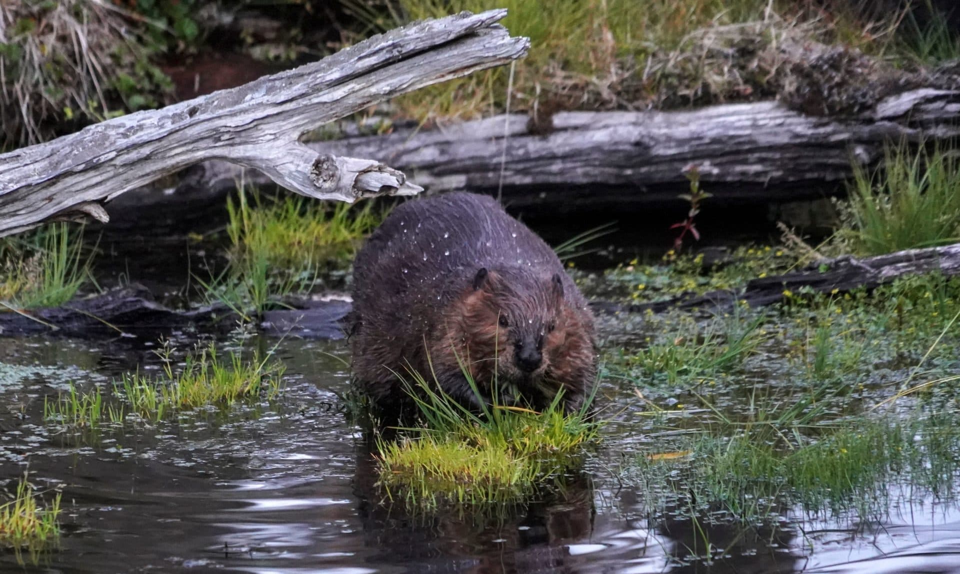Milwaukee welcomes back beavers, after hunting and pollution drove the ...