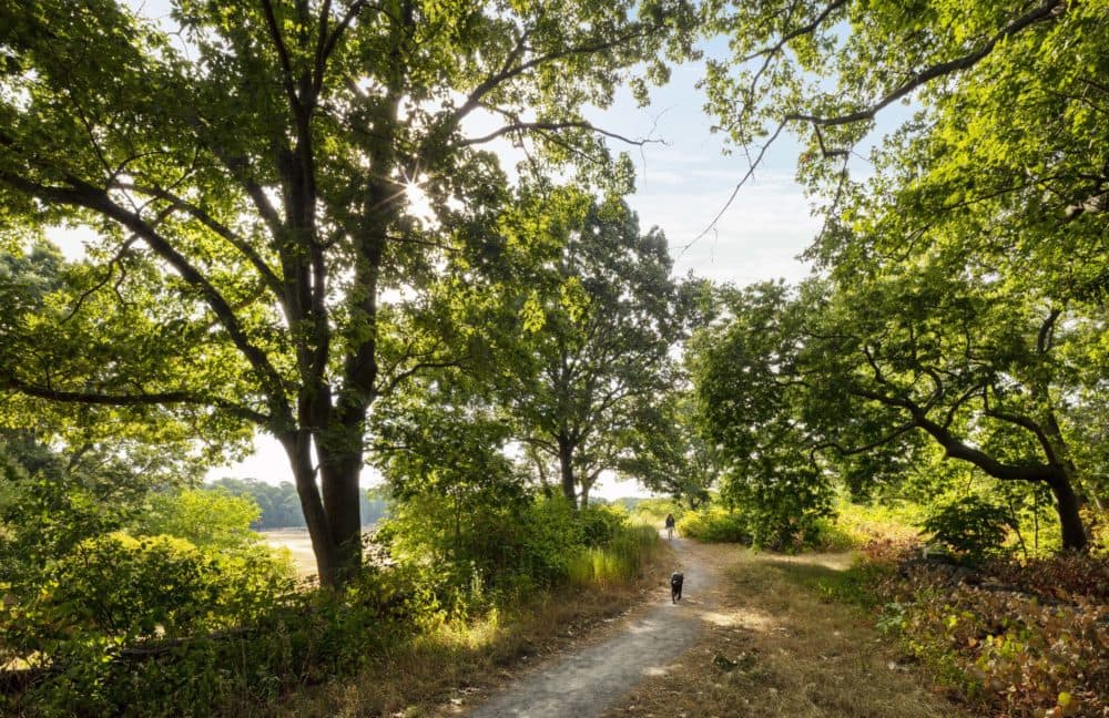 Boston proposes ambitious renovation for Franklin Park | WBUR News