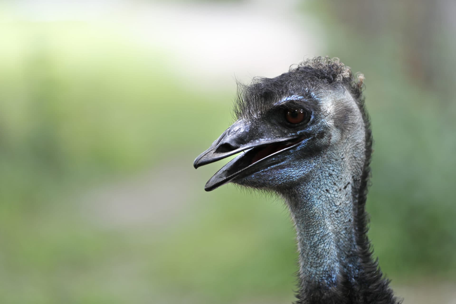 Emu escape: Flightless giant gets loose in Massachusetts | WBUR News