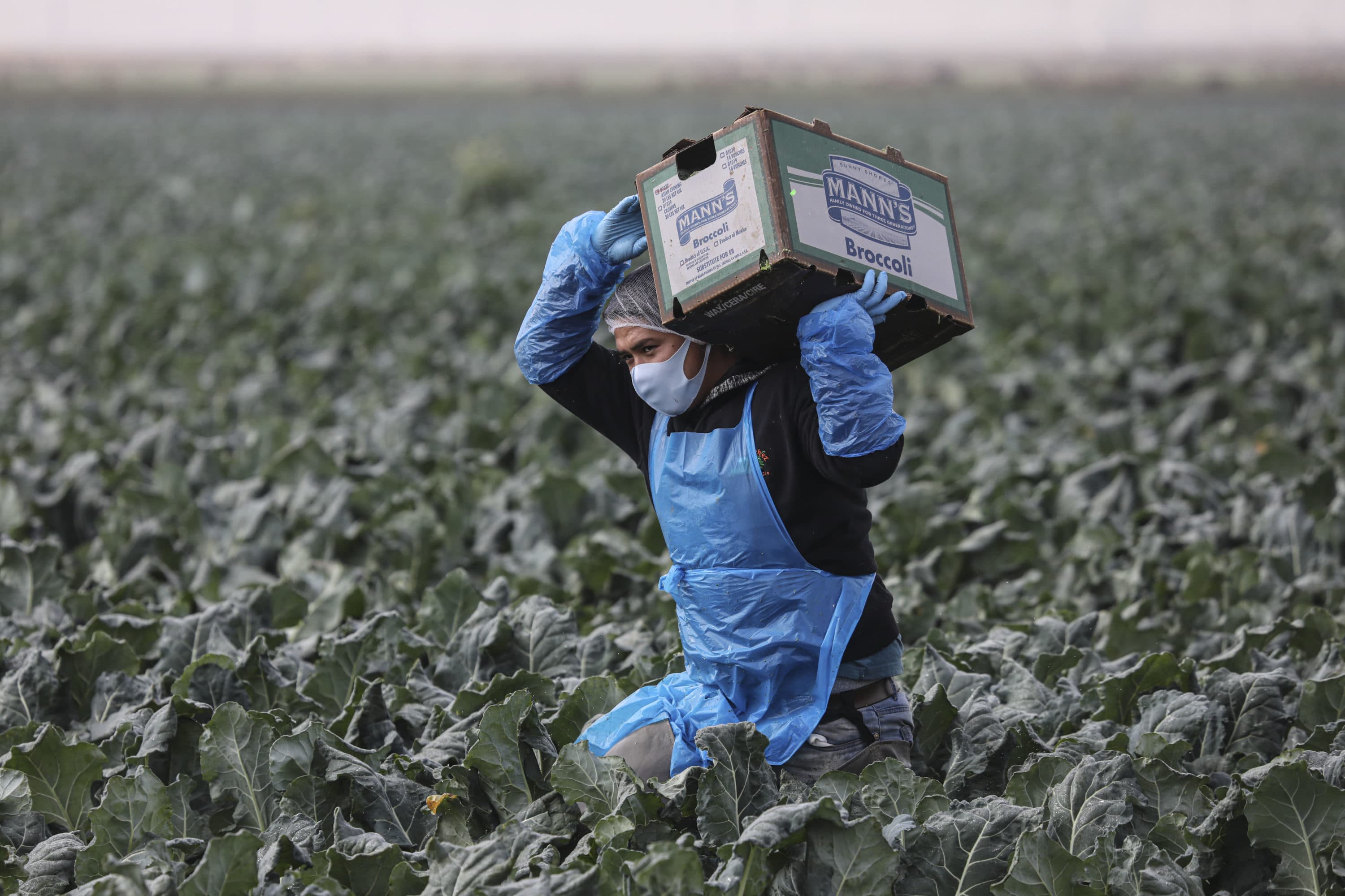 Migrant Farm Workers And Pesticides