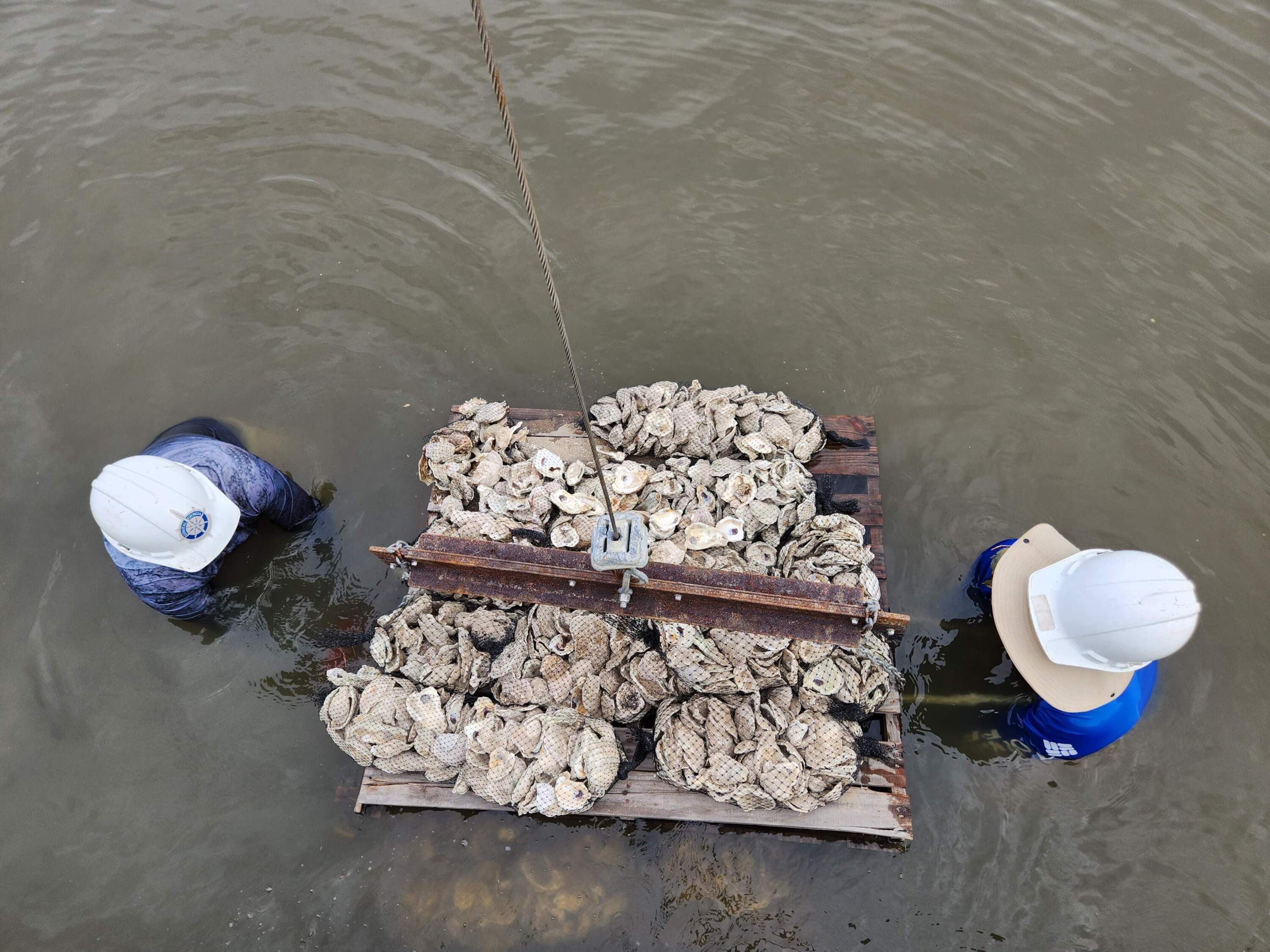 Scientists want to bring back oyster reefs to fight climate change | Here & Now