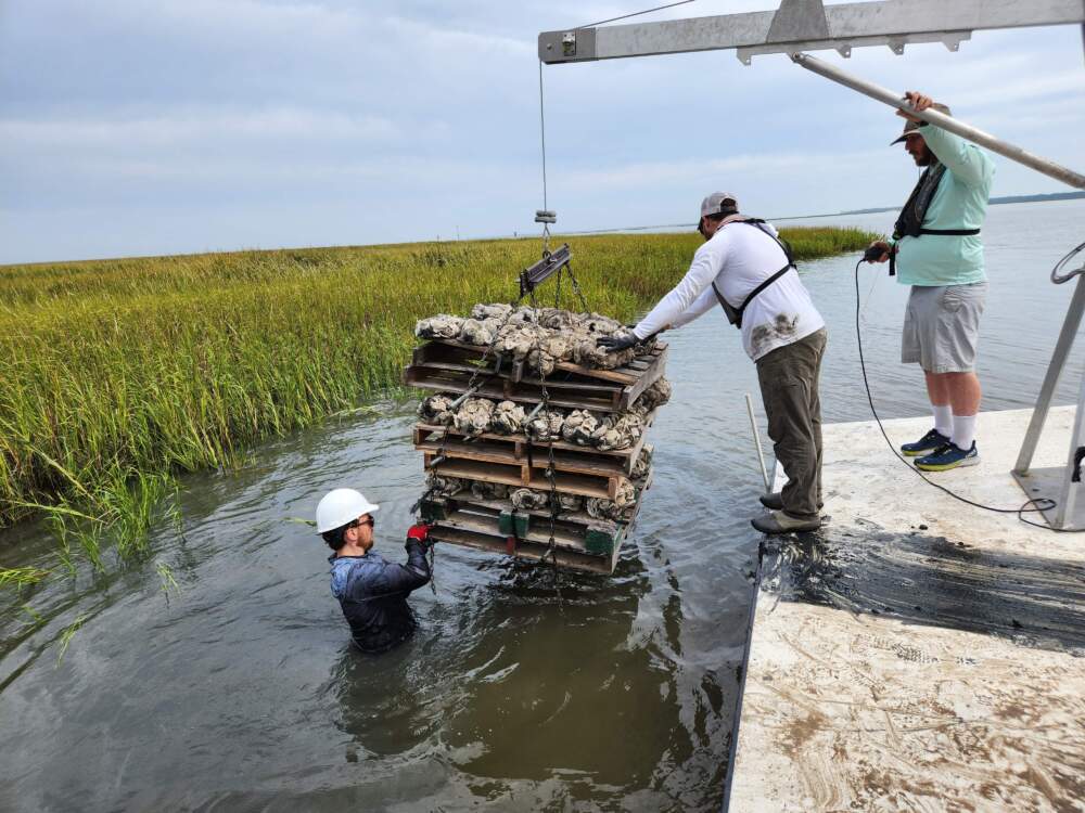 Scientists want to bring back oyster reefs to fight climate change ...