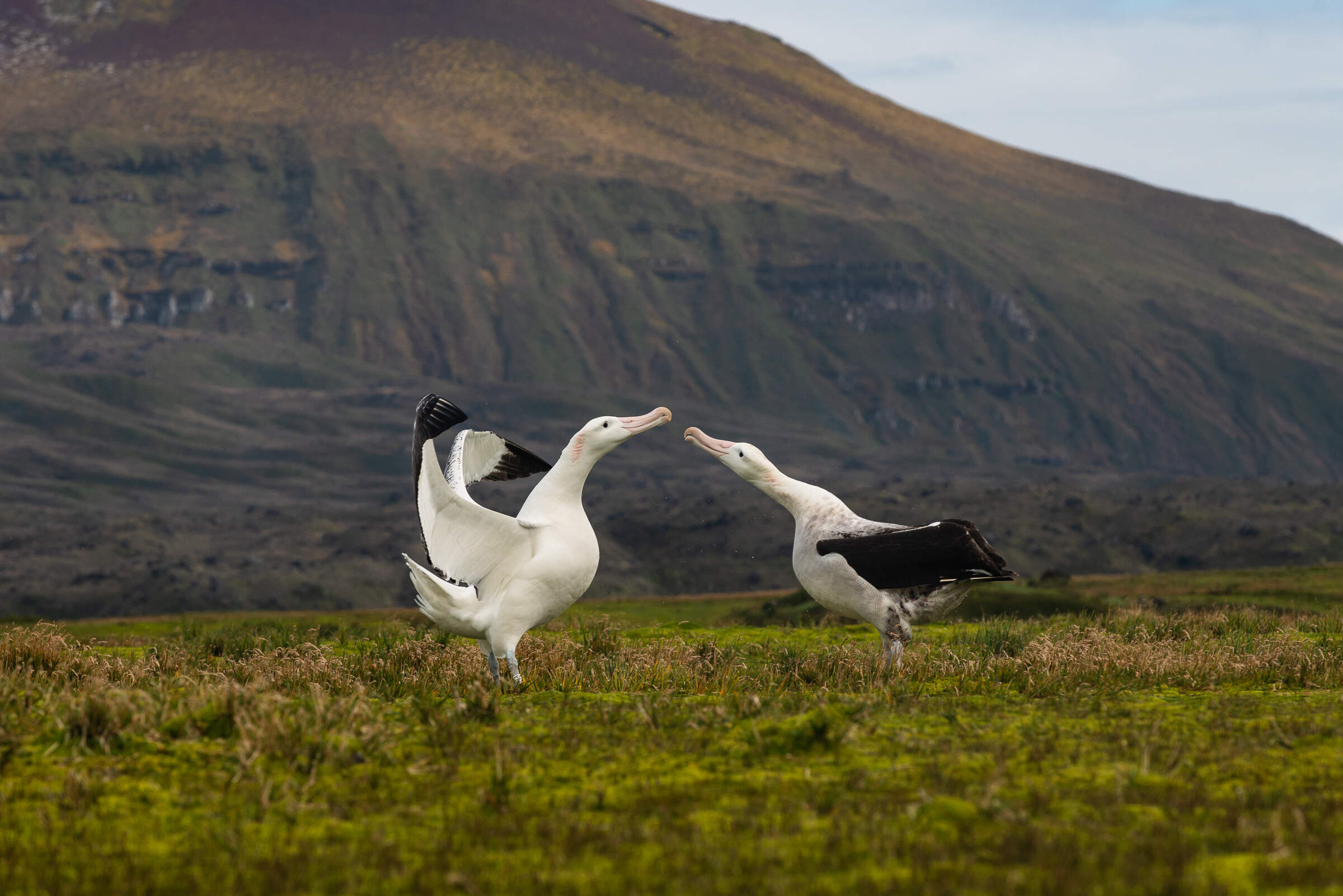 Invasive mice threaten survival of bird species on Marion Island | NCPR ...