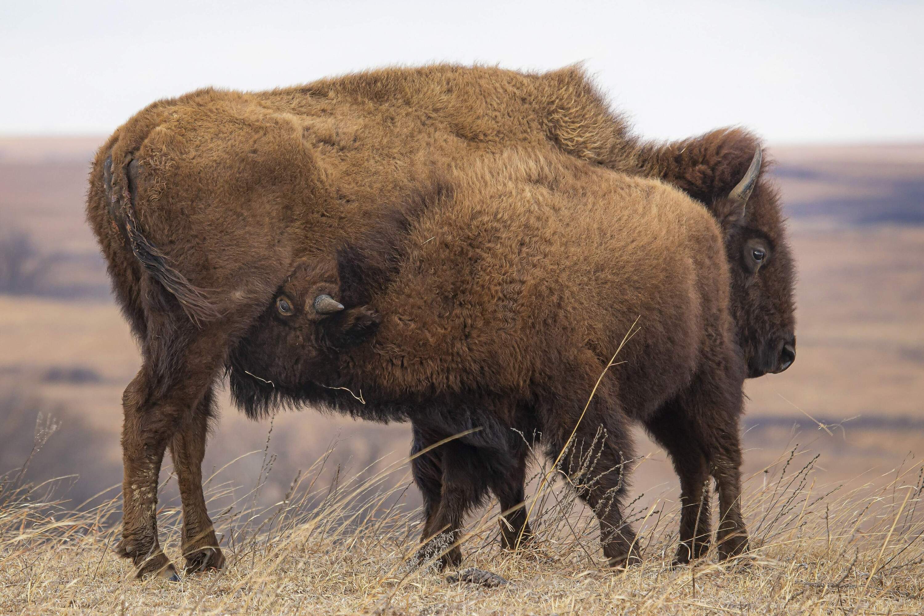 Preserving 'endless waves' of tallgrass prairie in Kansas | Here & Now
