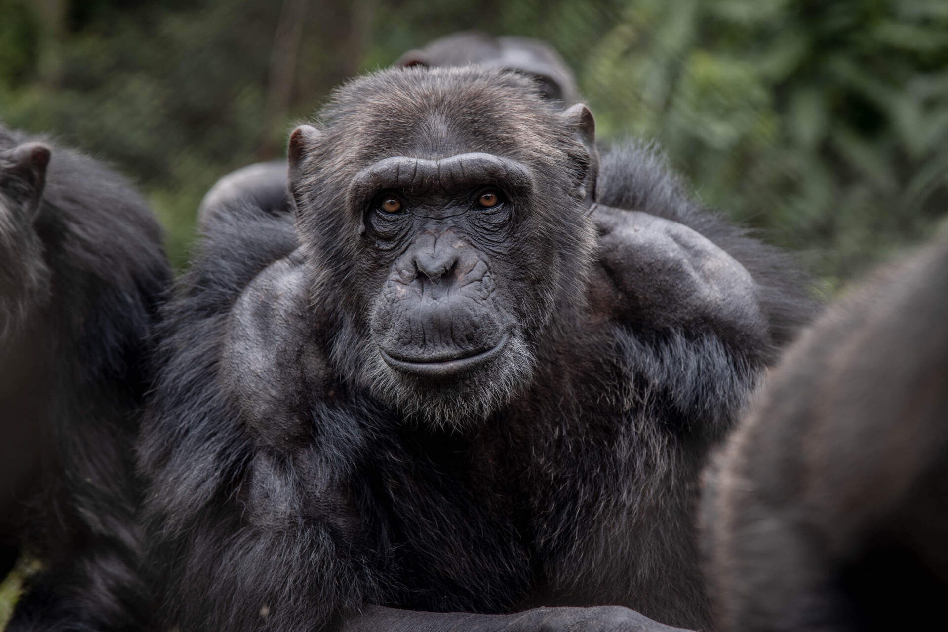 'Chimp Crazy' HBO docuseries explores the special relationship between ...